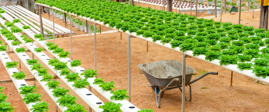 Los beneficios de cultivar en Hidroponía - NXTAgro
