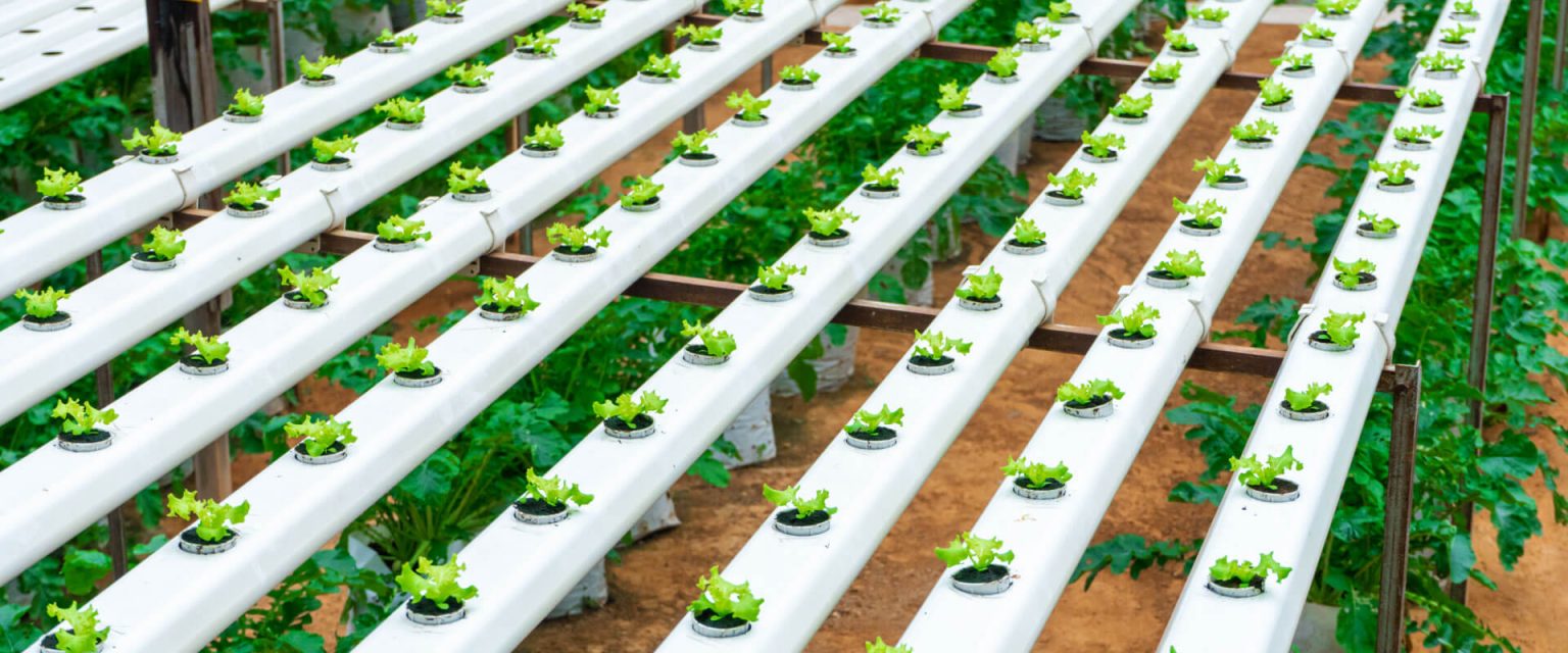 Los beneficios de cultivar en Hidroponía - NXTAgro