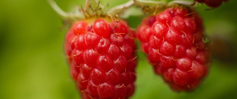 Las 7 variedades mas cultivadas de frambuesa en el mundo